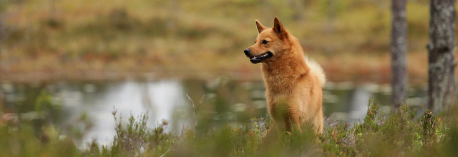 UK & Ireland Breeders | The Finnish Spitz Society